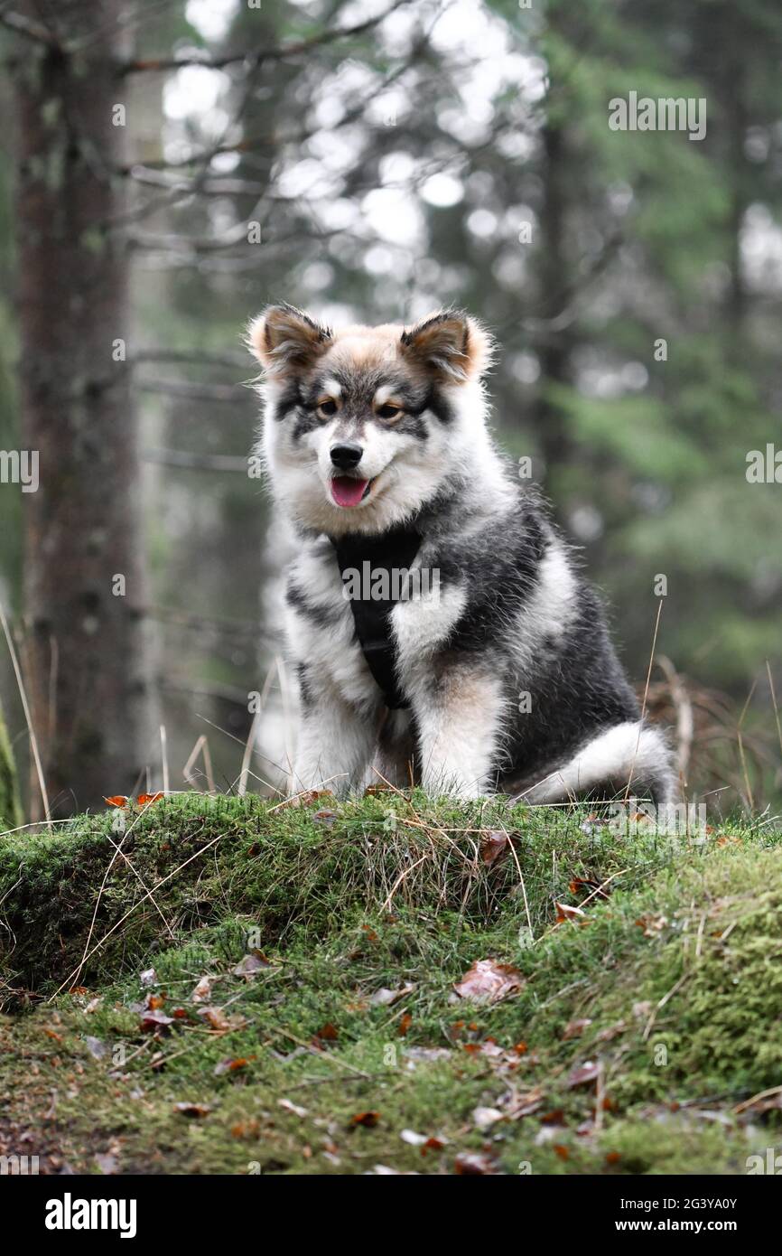 Portrait of a young puppy Finnish Lapphund dog sitting in the forest or ...