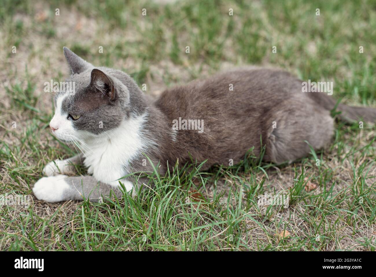 On guard for wild animals hi-res stock photography and images - Alamy
