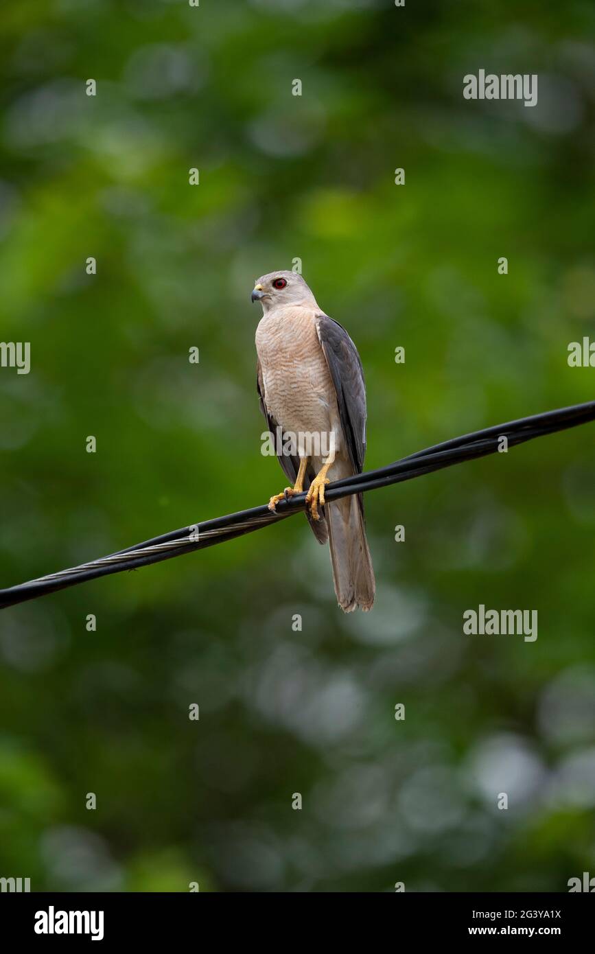 Shikra in forest hi-res stock photography and images - Alamy