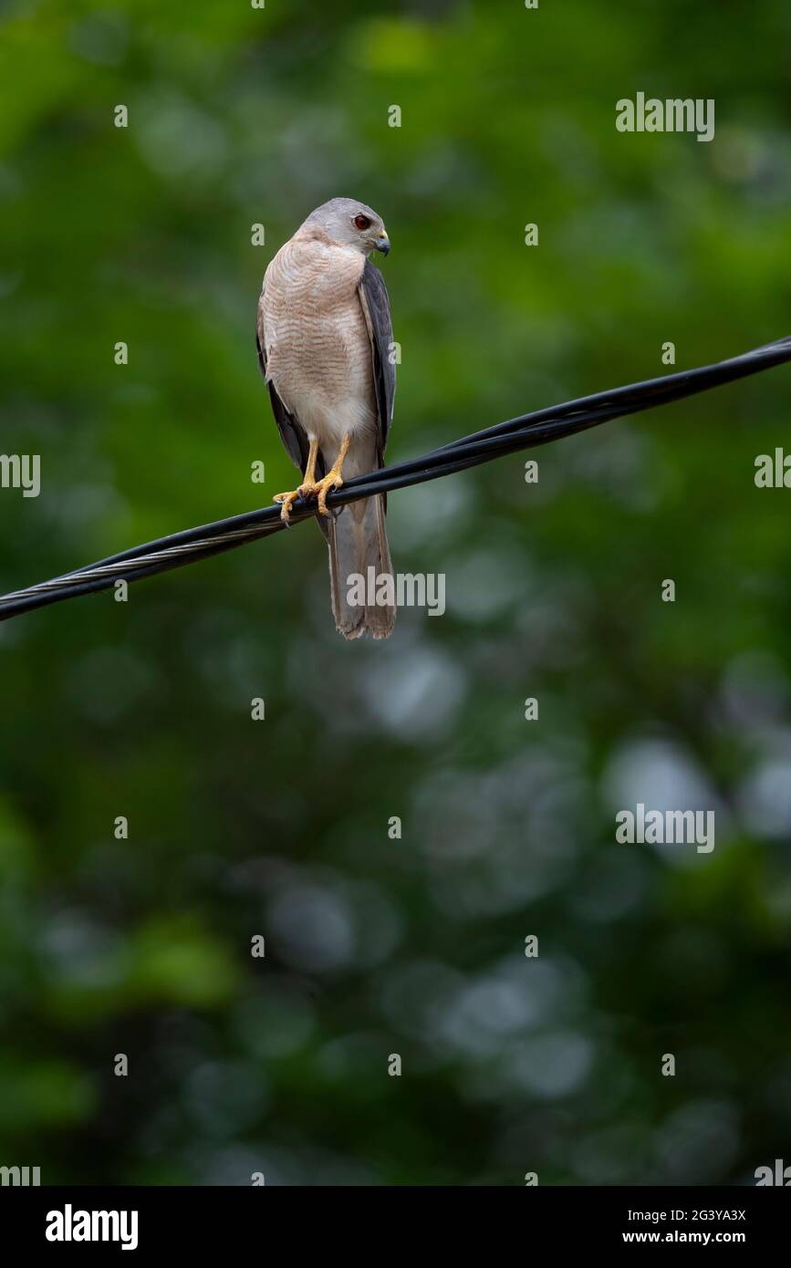 Shikra hi-res stock photography and images - Alamy