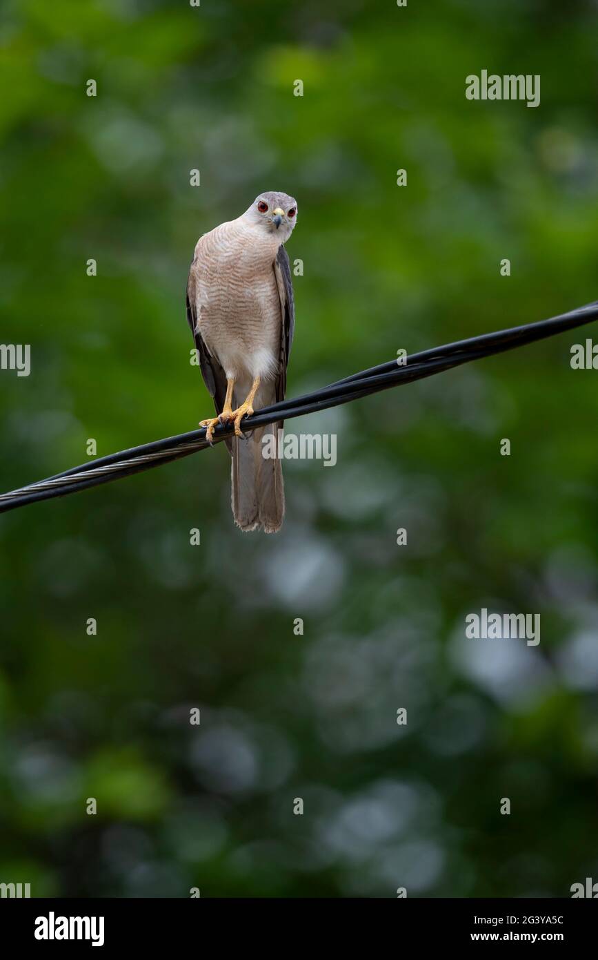 Shikra hi-res stock photography and images - Alamy