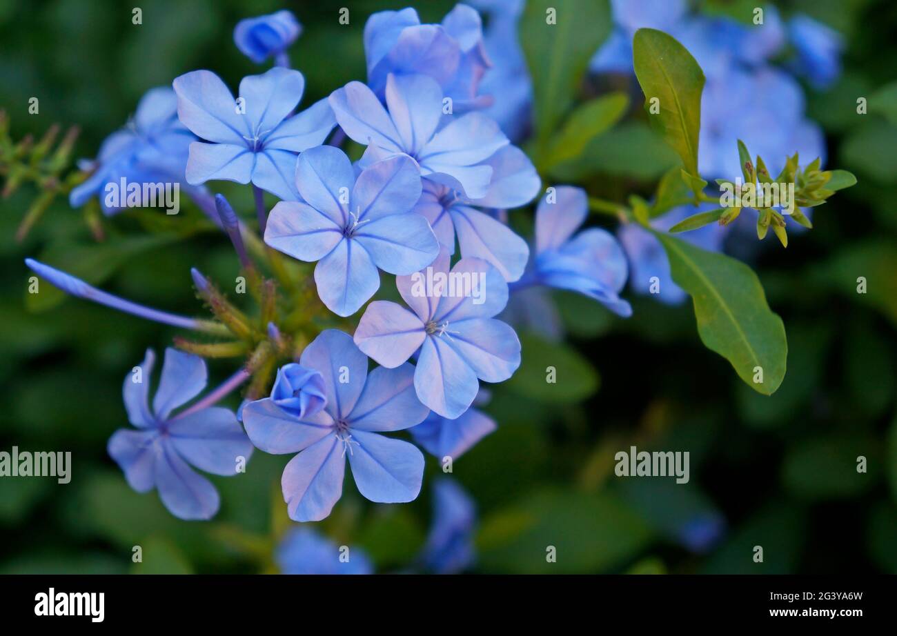 Cape leadwort flowers in the garden (Plumbago auriculata Stock Photo ...