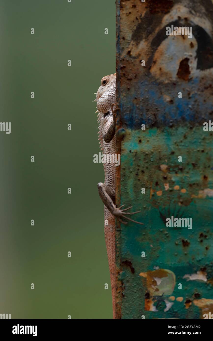 Urban jungle lizard hi-res stock photography and images - Alamy