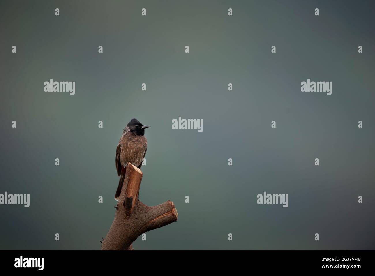 Terrestrial bulbul hi-res stock photography and images - Alamy