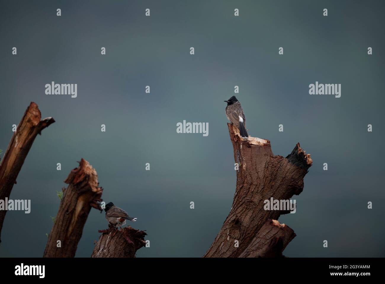 Terrestrial bulbul hi-res stock photography and images - Alamy