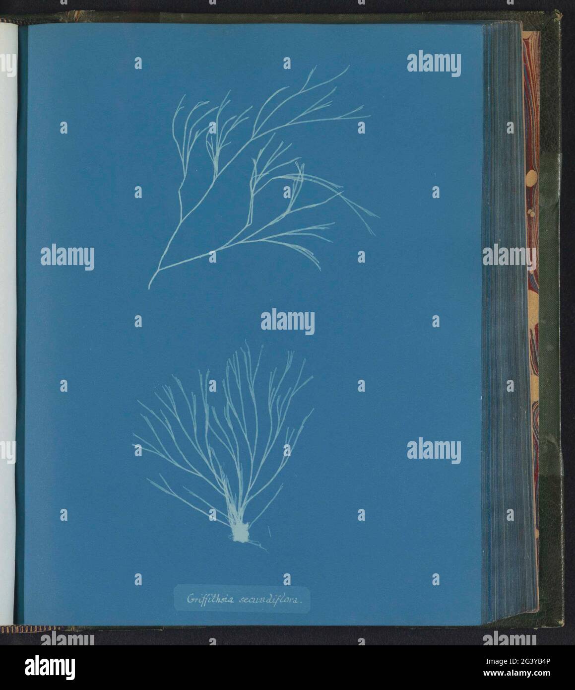 Griffithsia secundiflora hi-res stock photography and images - Alamy