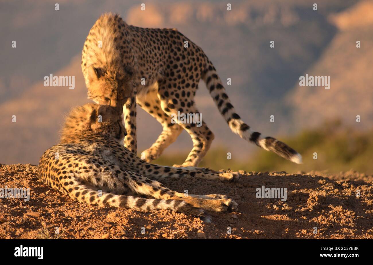Fastest land mammal Stock Photo - Alamy