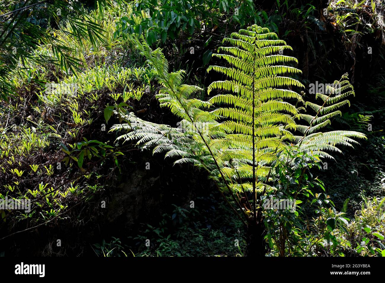 Exotic Fandia fern tree in the wild himalayan forest of Todey ...
