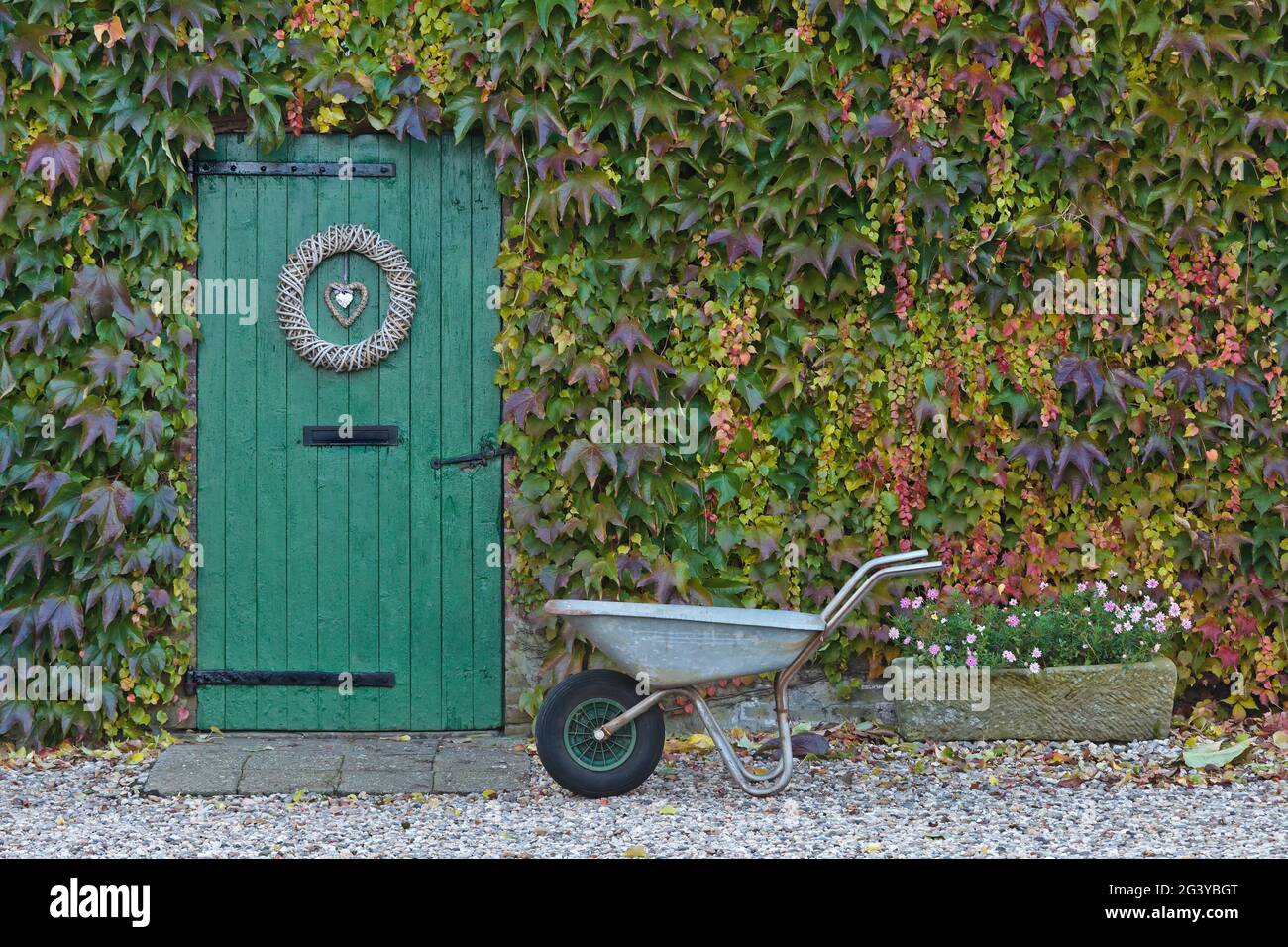 An old barn with a wheelbarrow in front is covered with beautiful ...