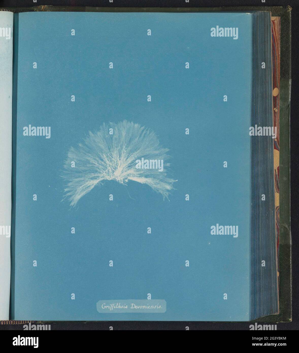 Devoniensis hi-res stock photography and images - Alamy