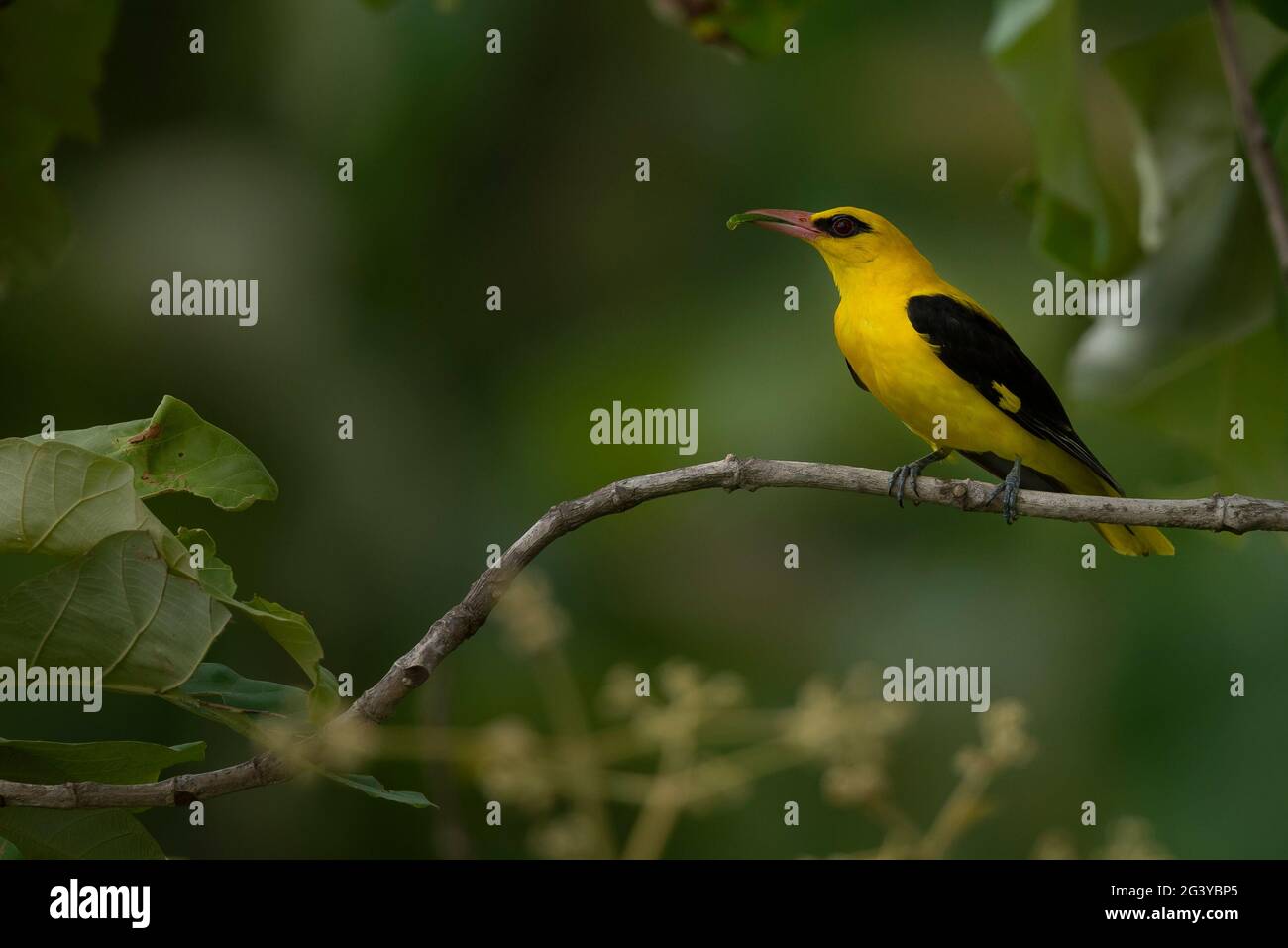 Brown oriole hi-res stock photography and images - Alamy