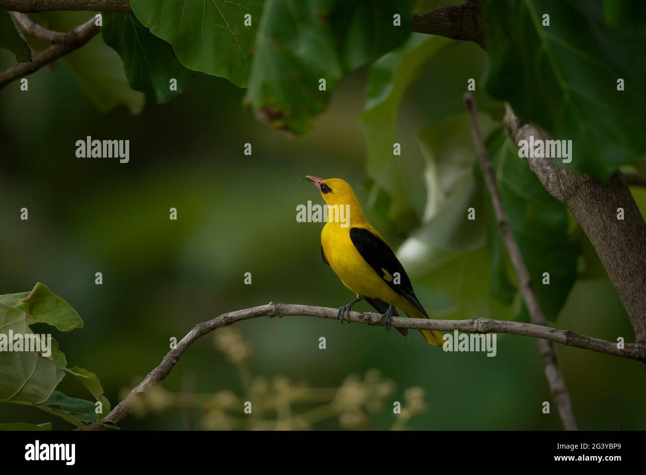 Brown oriole hi-res stock photography and images - Alamy