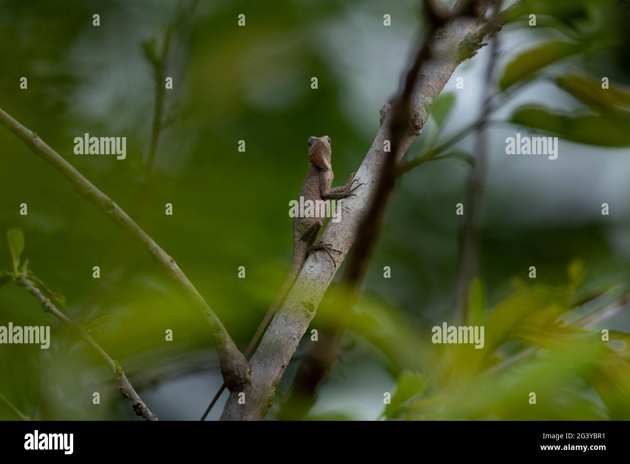 Terrestrial lizards hi-res stock photography and images - Alamy