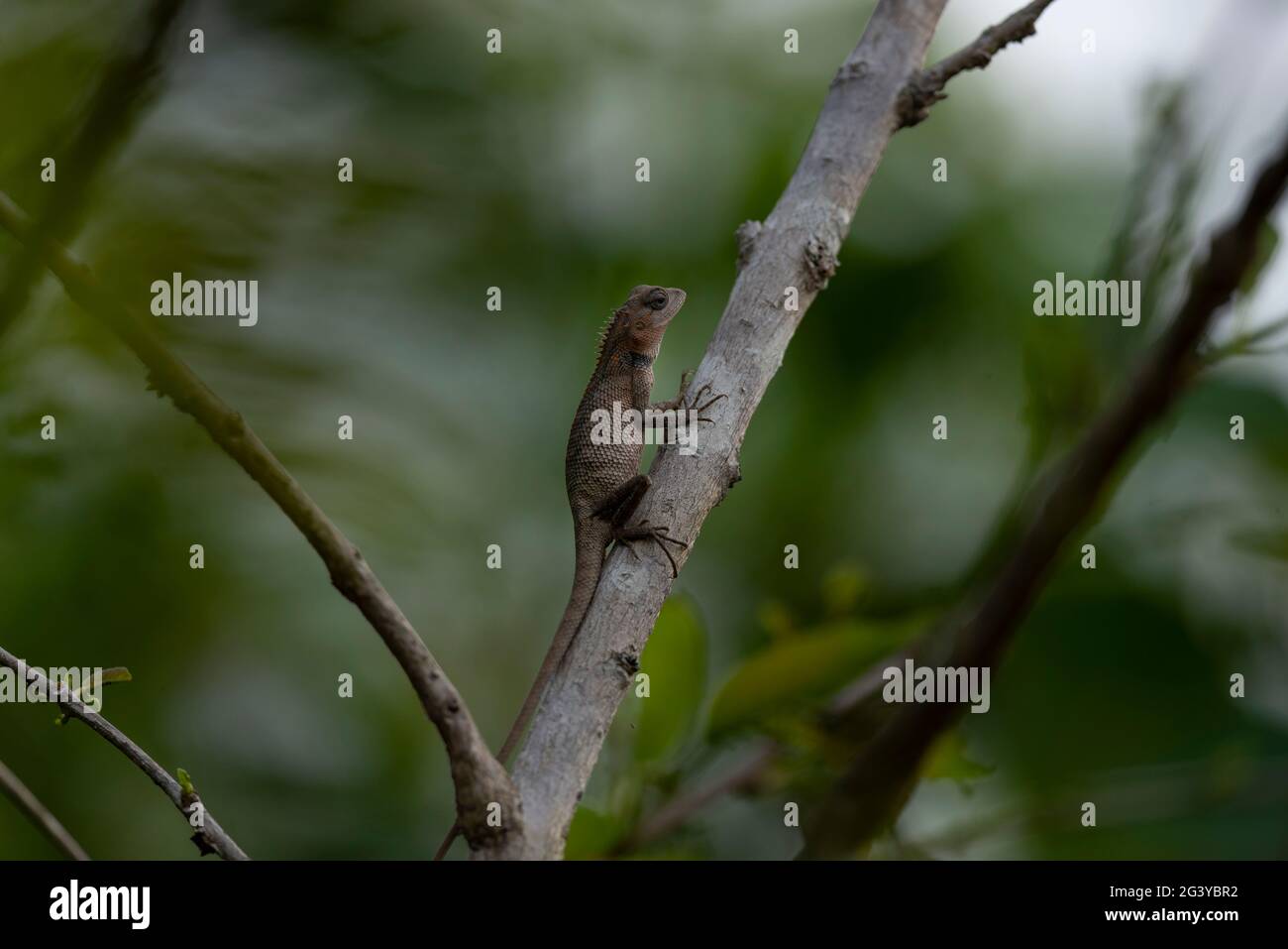 Mammal reptiles hi-res stock photography and images - Alamy