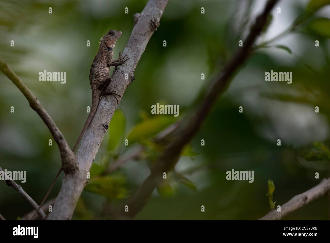Bronze lizards hi-res stock photography and images - Alamy