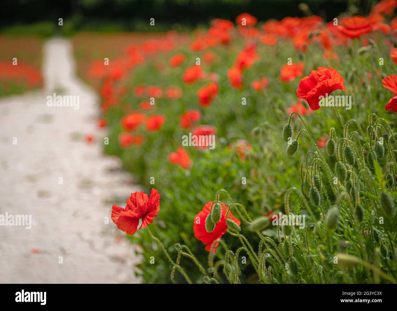 Poppy Fields in Tring, Hertfordshire, England Stock Photo - Alamy