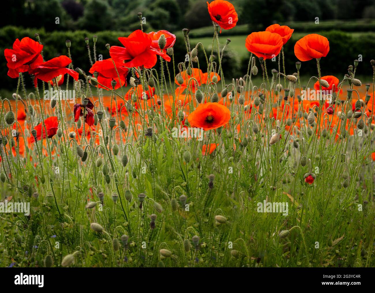 Poppy Fields in Tring, Hertfordshire, England Stock Photo - Alamy