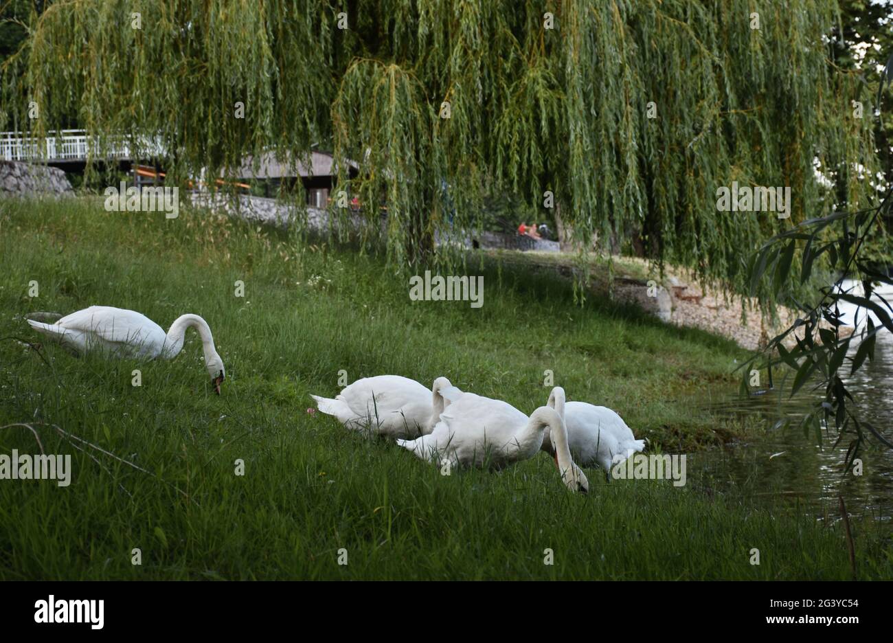 Backa palanka hi-res stock photography and images - Alamy