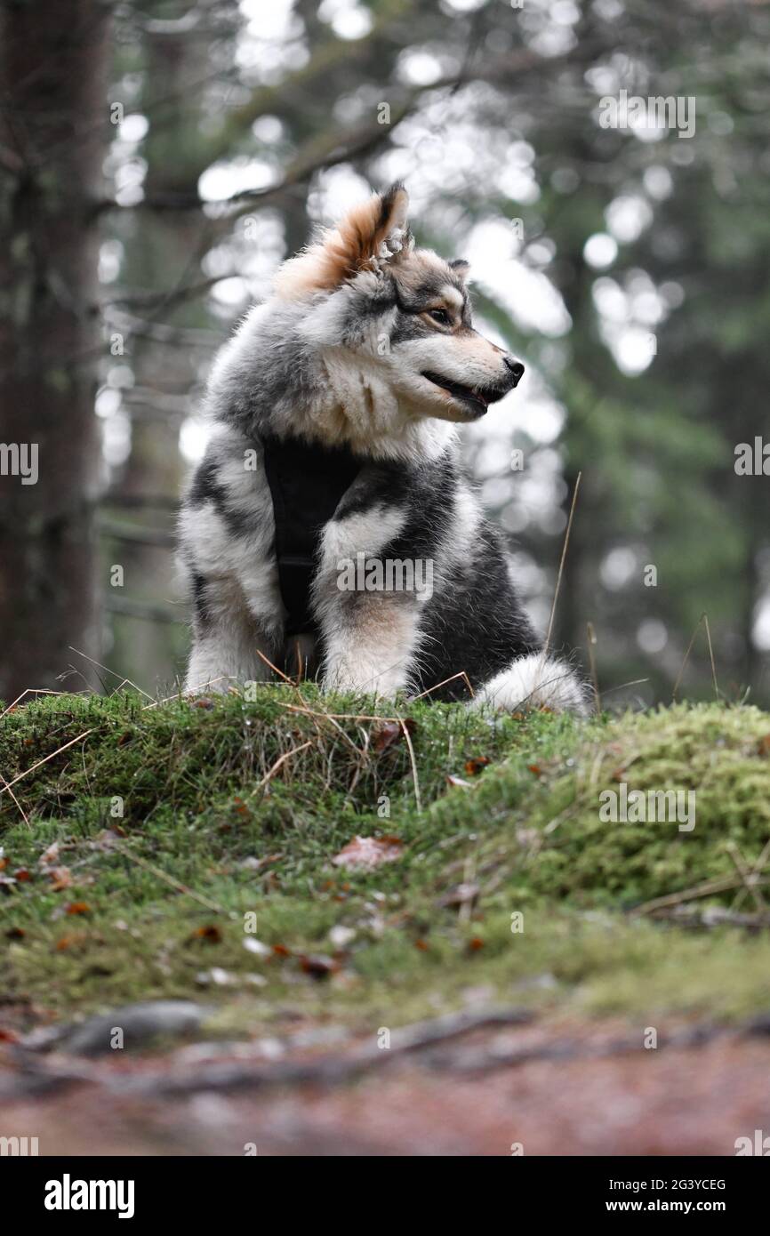 Dog breed finland hi-res stock photography and images - Alamy