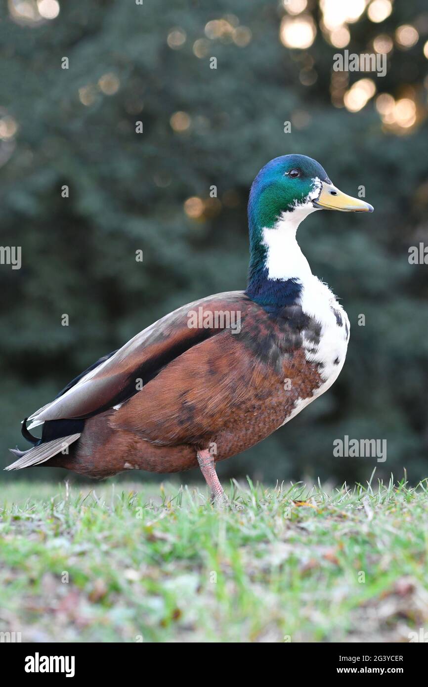 Photo of a duck hi-res stock photography and images - Alamy