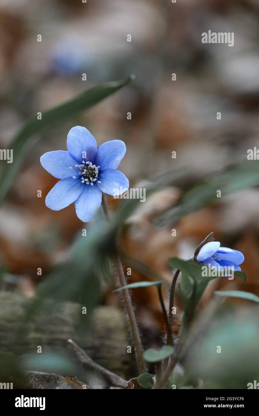 Blue anemone hepatica flower hi-res stock photography and images - Alamy