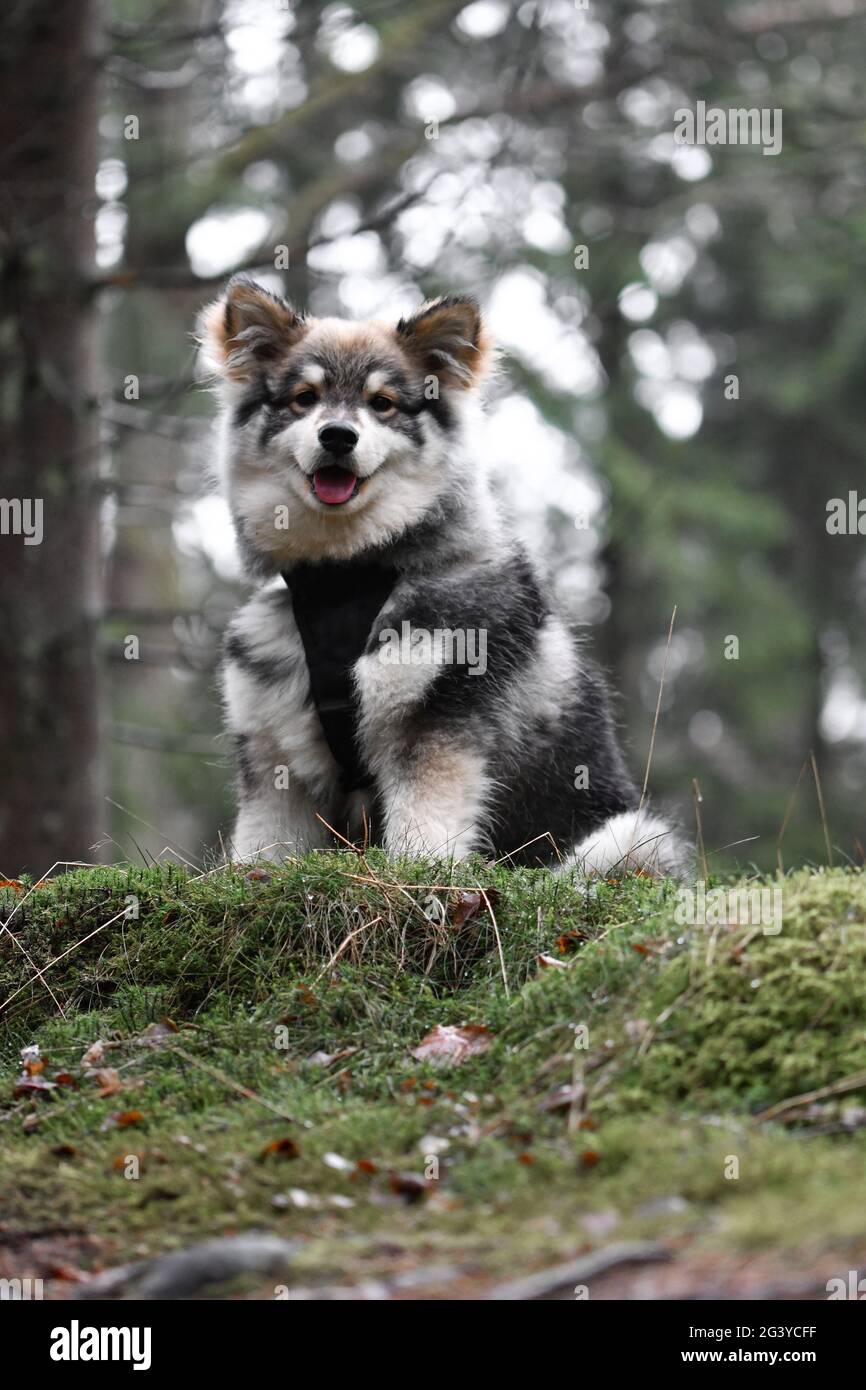 Portrait of a young puppy Finnish Lapphund dog sitting in the forest or ...