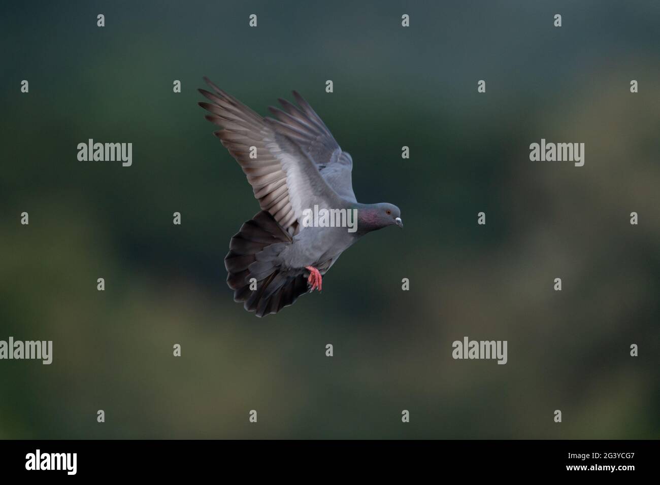 Pigeon in flight Stock Photo - Alamy