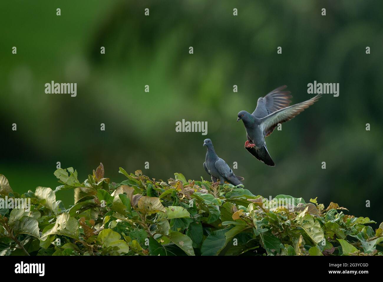 Pigeon in flight Stock Photo - Alamy