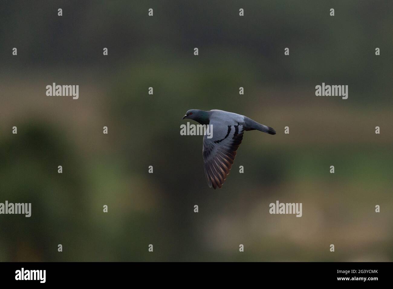Pigeon in flight Stock Photo - Alamy