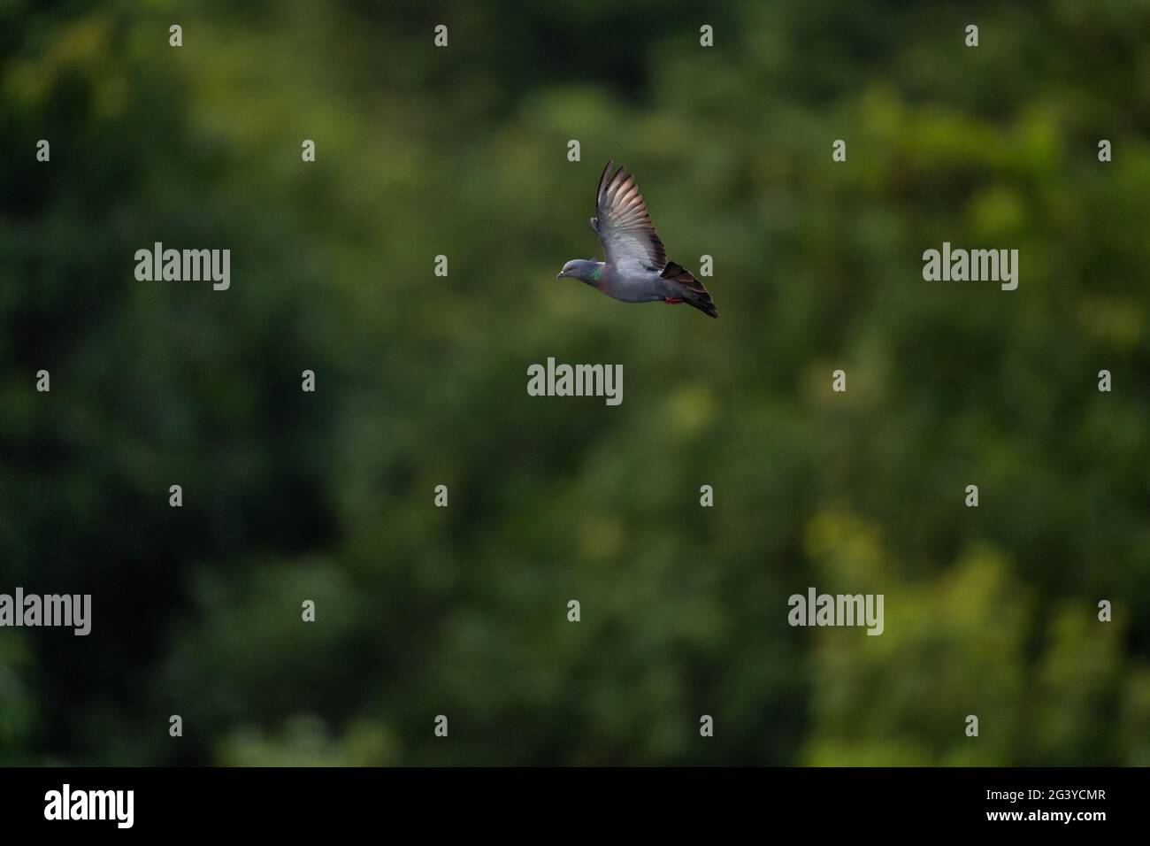 Pigeon in flight Stock Photo - Alamy