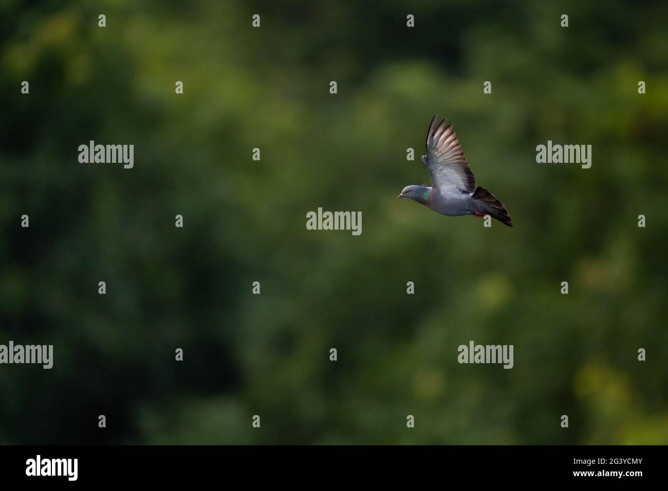 Pigeon in flight Stock Photo - Alamy
