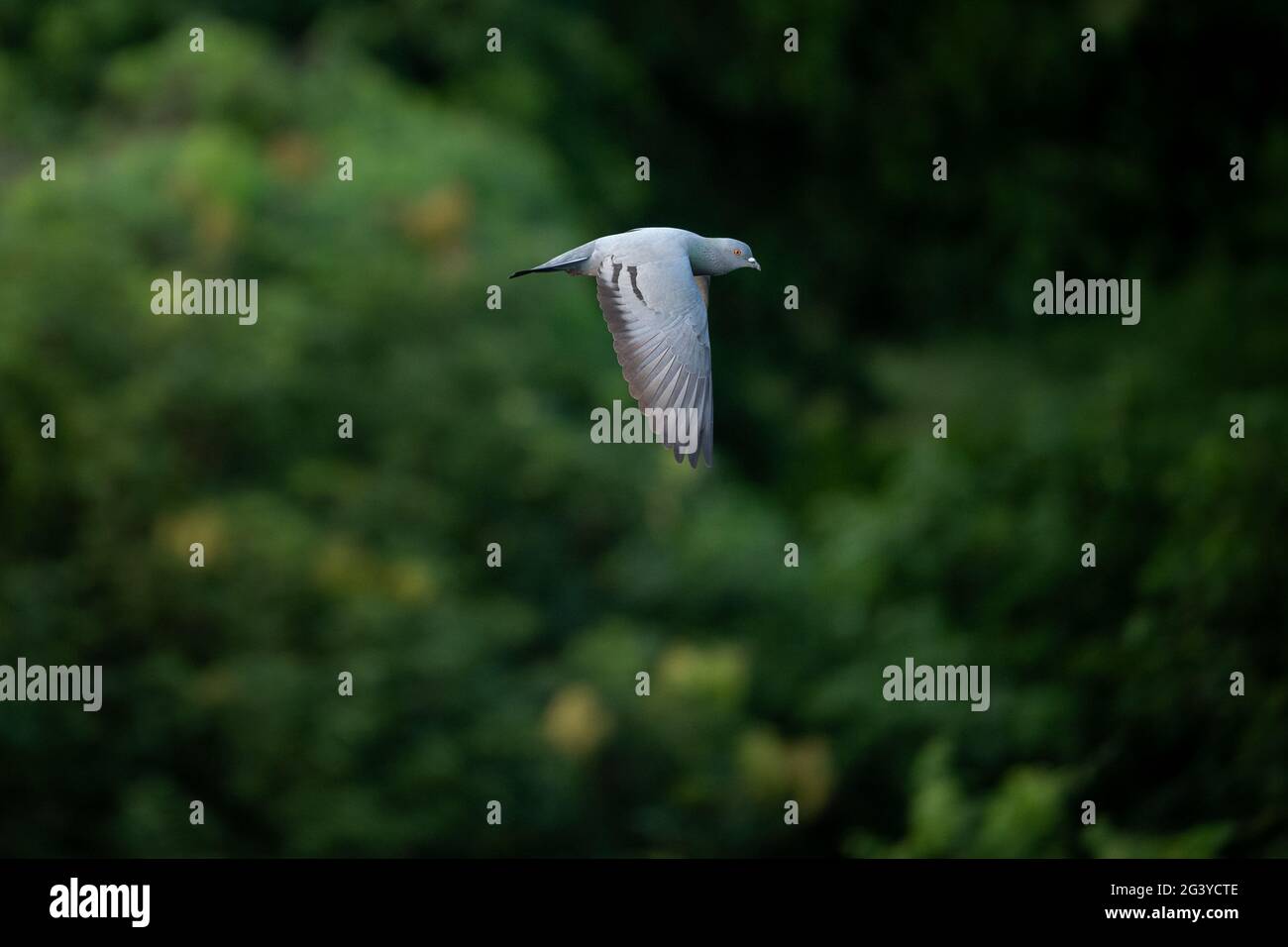 Pigeon in flight Stock Photo - Alamy
