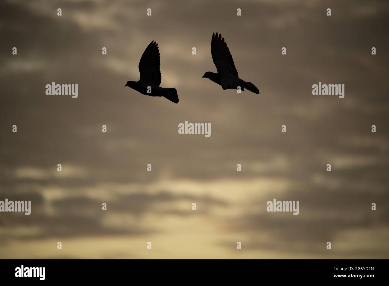 Pigeon in flight Stock Photo - Alamy