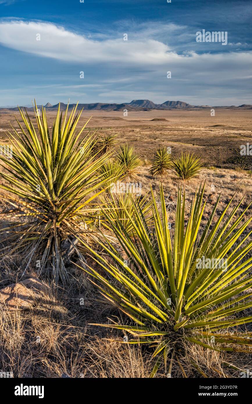 Spanish dagger yucca in foreground, distant mountains in Chihuahuan ...