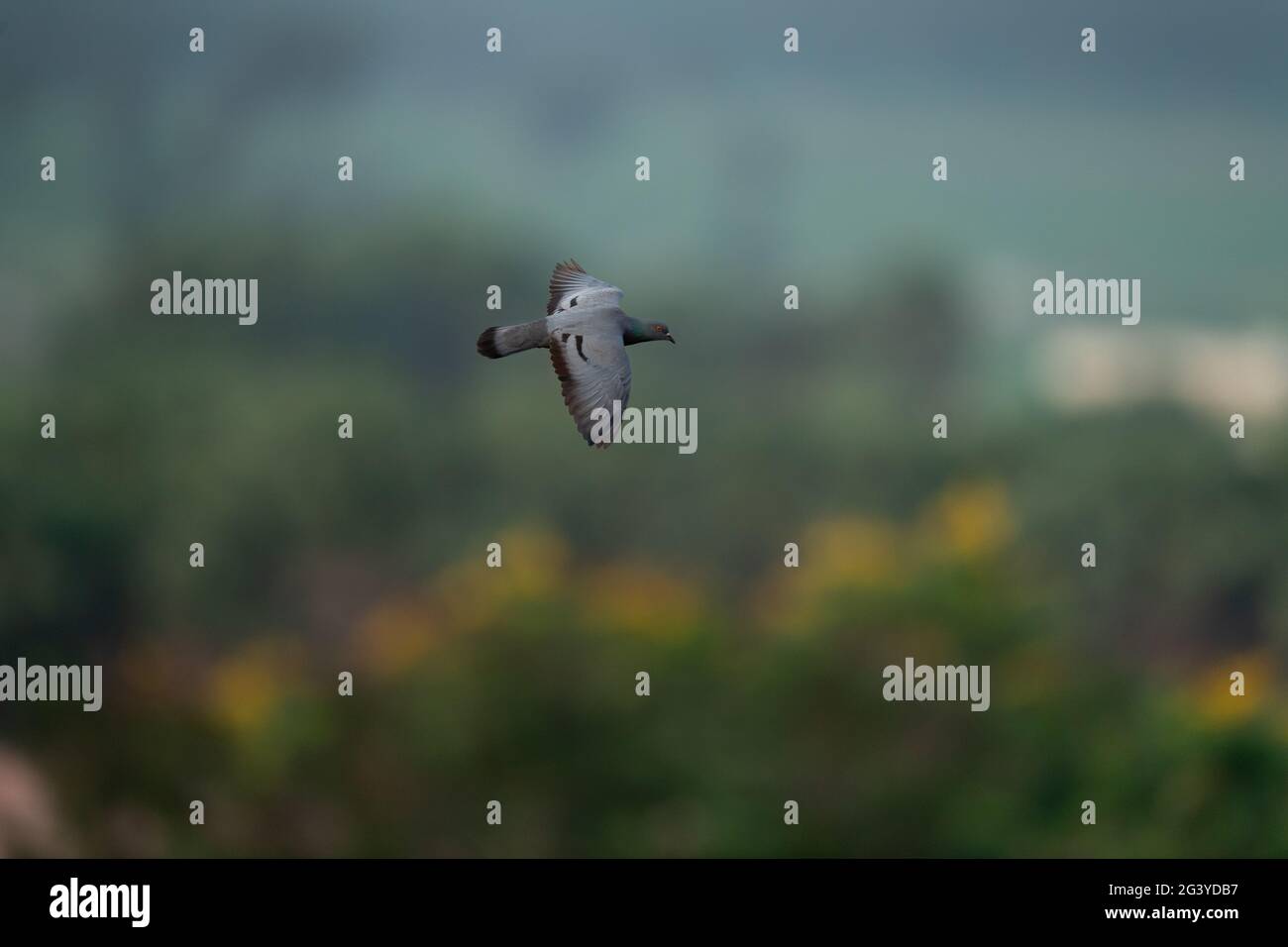 Pigeon in flight Stock Photo - Alamy