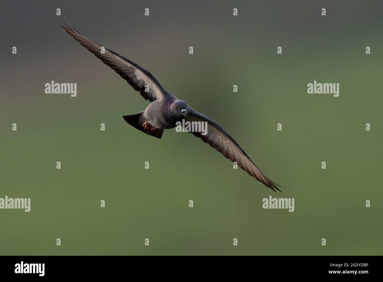 Pigeon in flight Stock Photo - Alamy