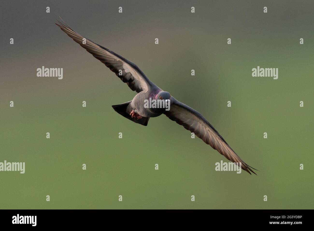 Pigeon in flight Stock Photo - Alamy