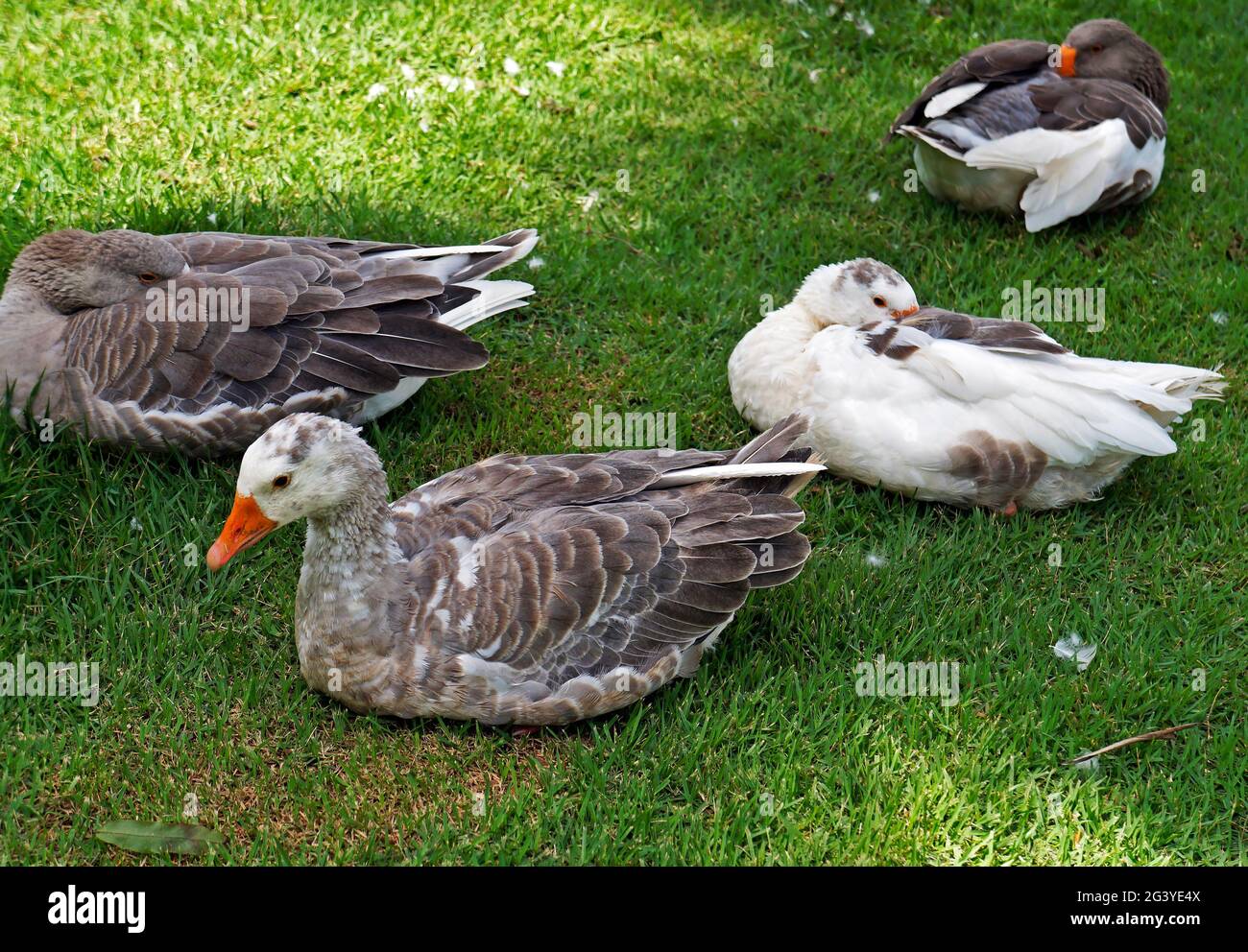 Resting geese hi-res stock photography and images - Alamy
