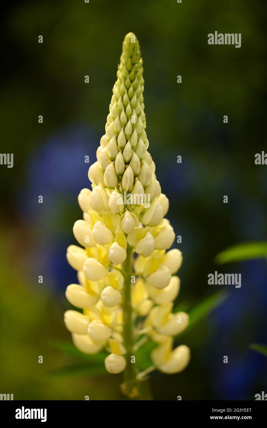 Yellow Lupin Flower Stock Photo - Alamy