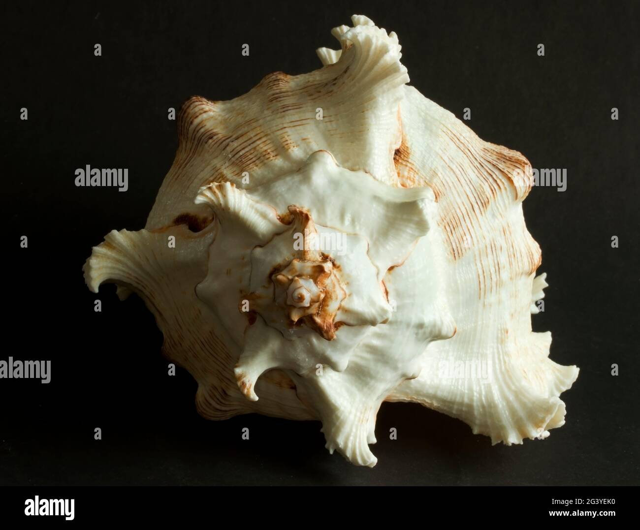 The end of a Stone Shell shows the clockwise spiral of the gastropod ...