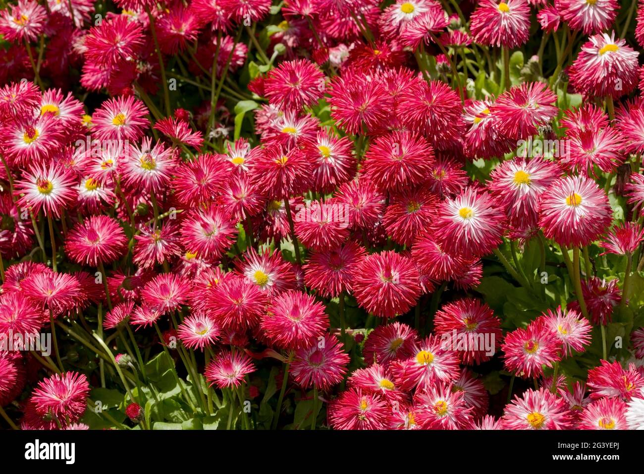 A popular hybrid of the daisy family, the Bellis or Pom Pom Daisy is a ...