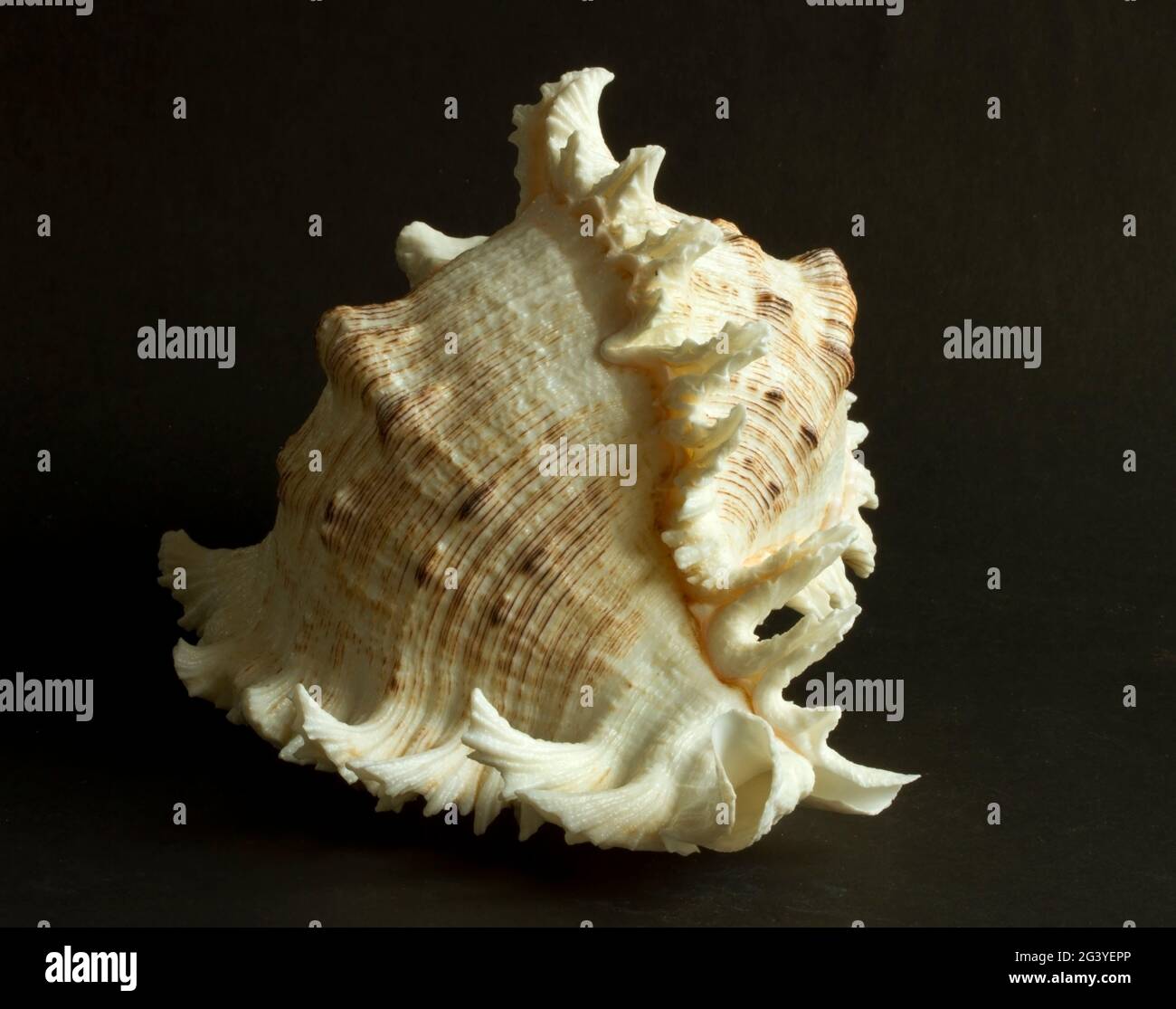 Distinct shell structure hi-res stock photography and images - Alamy