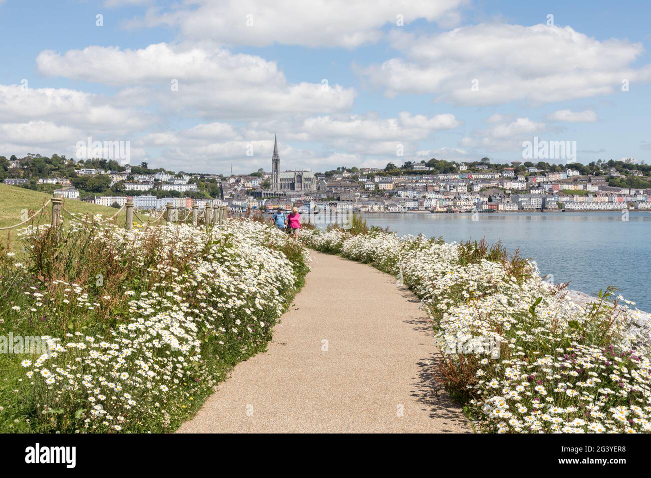 Haulbowline, Cork, Ireland. 18th June, 2021.Wild daisies bloom along ...