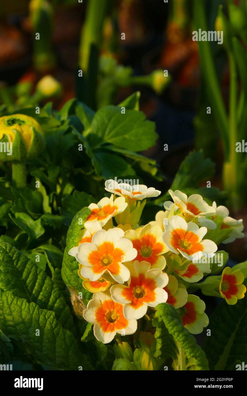 Primrose family hi-res stock photography and images - Alamy