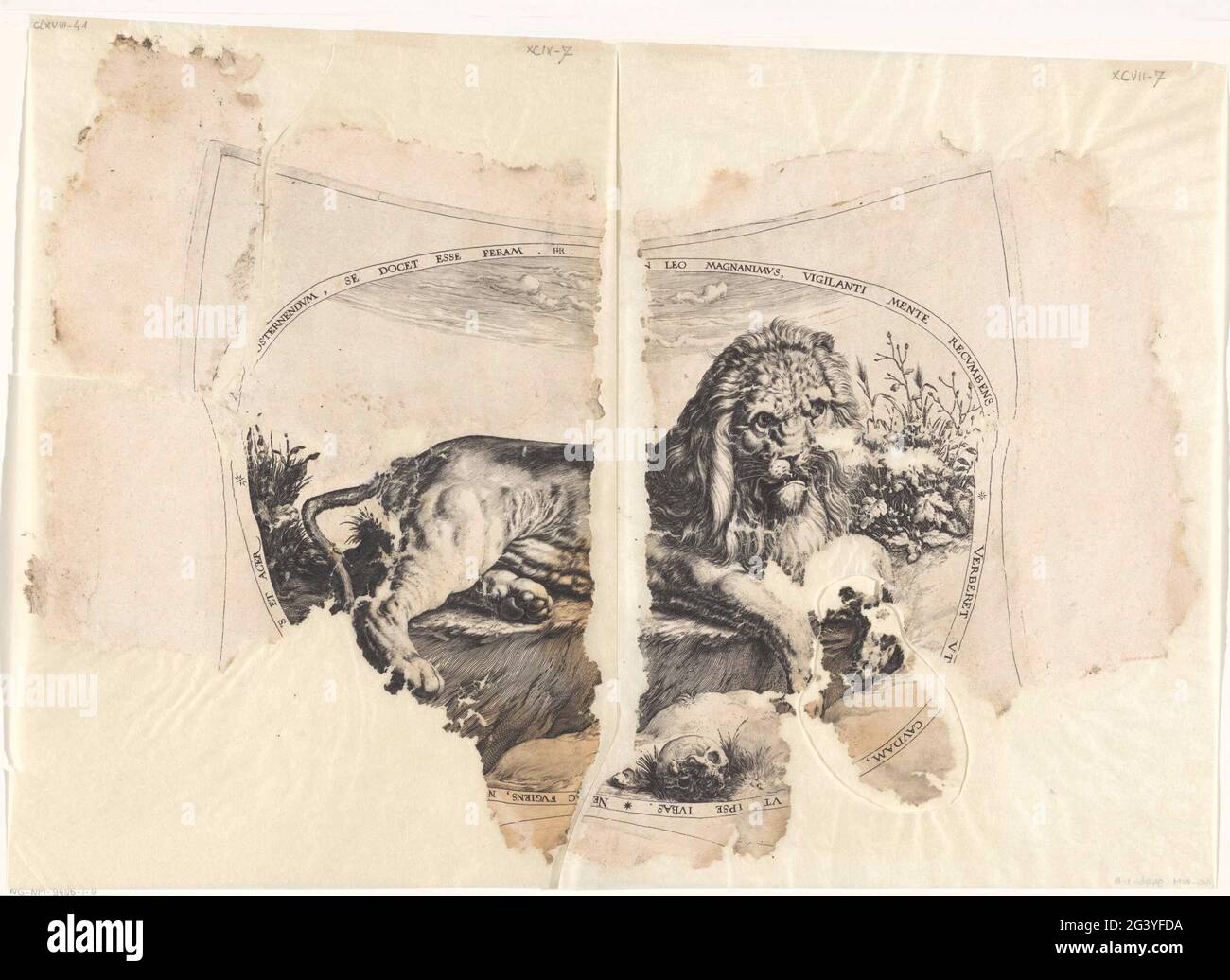 Lion. Oval presentation of a lion lying in a skull. To the show a Latin ...