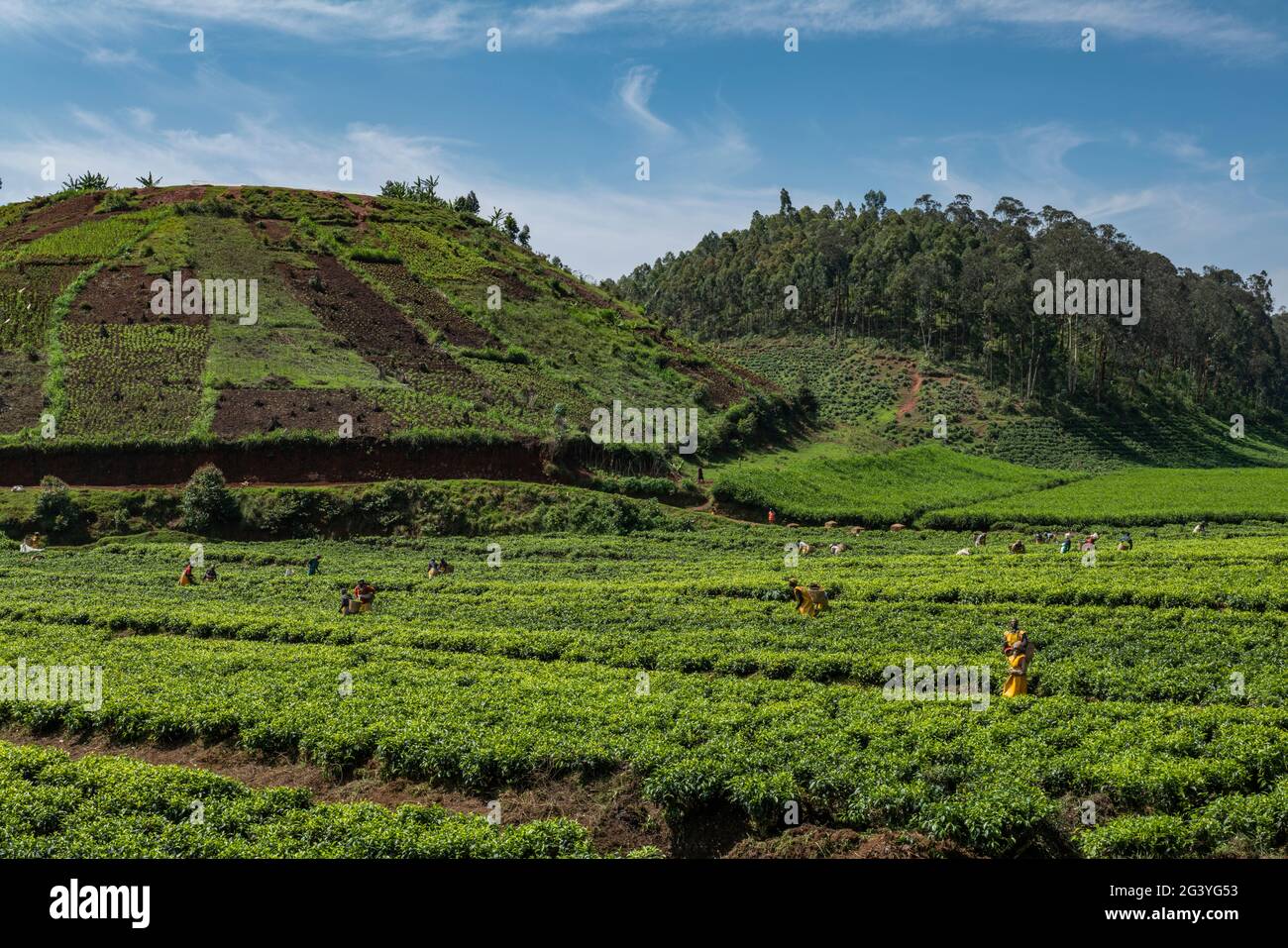 Workers harvest tea leaves in a tea plantation, near Gisakura, Western ...