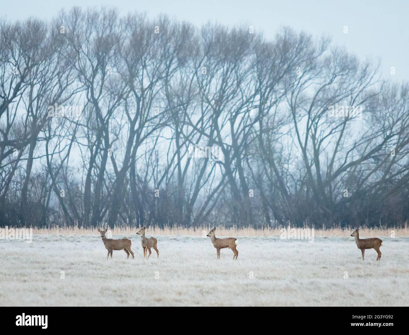 Red deer on meadow hi-res stock photography and images - Alamy