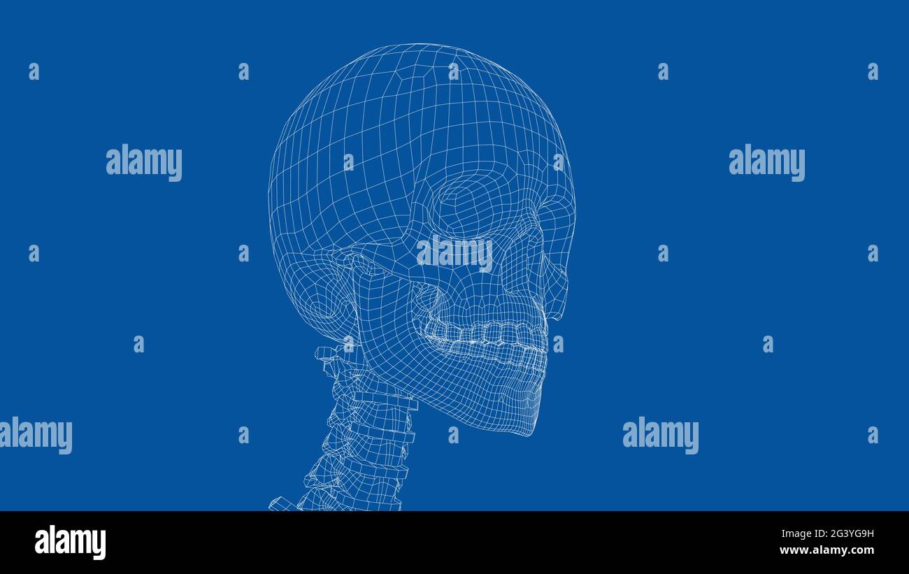 Human skeleton. Vector Stock Vector Image & Art - Alamy