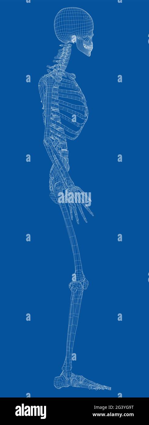 Human skeleton. Vector Stock Vector Image & Art - Alamy