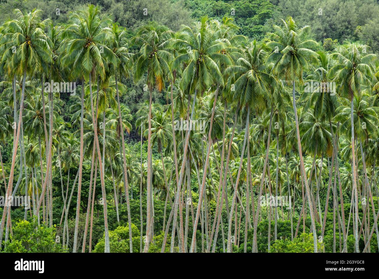 Coconut tree plantation hi-res stock photography and images - Alamy